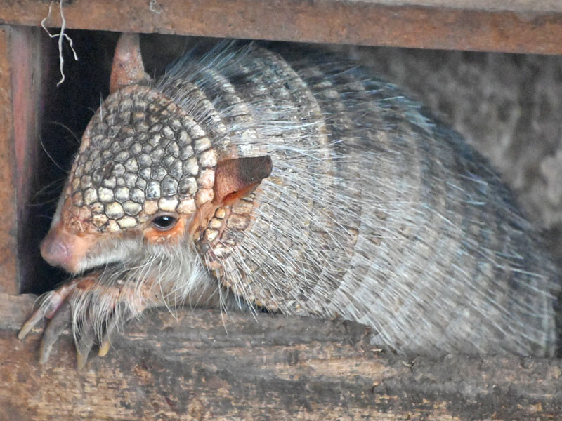 Zoologico de Cusco guía completa para descubrir este asombroso refugio ...