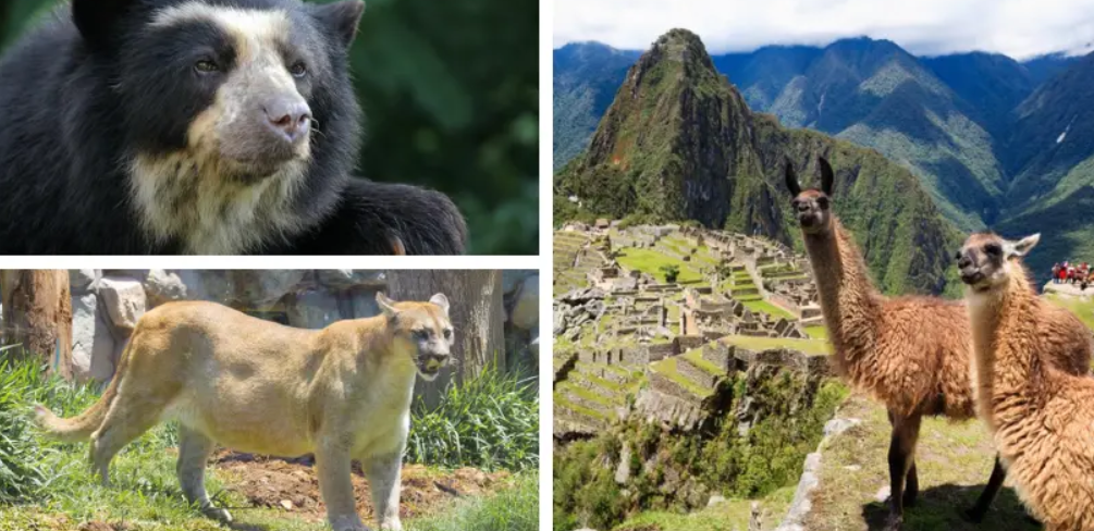 Zoologico de Cusco guía completa para descubrir este asombroso refugio ...