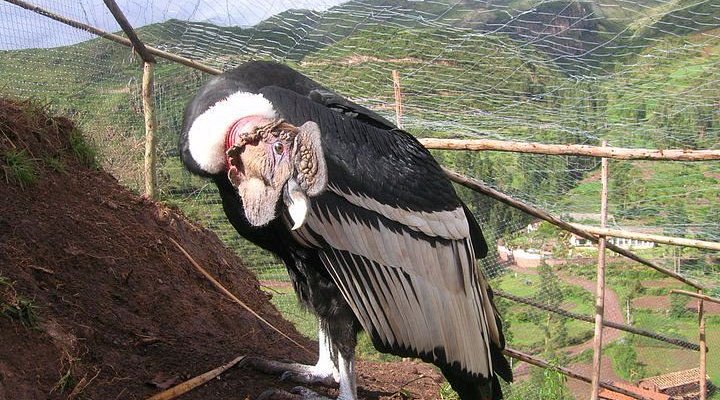 Zoologico de Cusco guía completa para descubrir este asombroso refugio ...